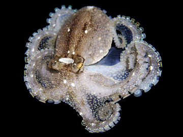Octopus ocellatus